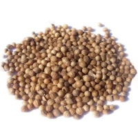 Coentro em Grãos Inteiro | Especiaria Desidrada Granel